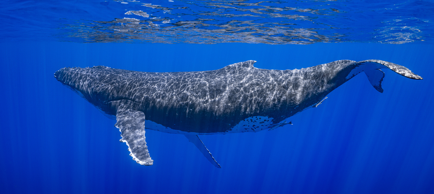 humpback whale resting at dawn in french polynesia deep waters – Vince ...