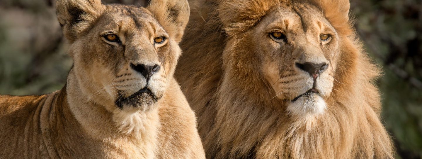 LionHeart Leadership Healing & Activation – Vince Gowmon