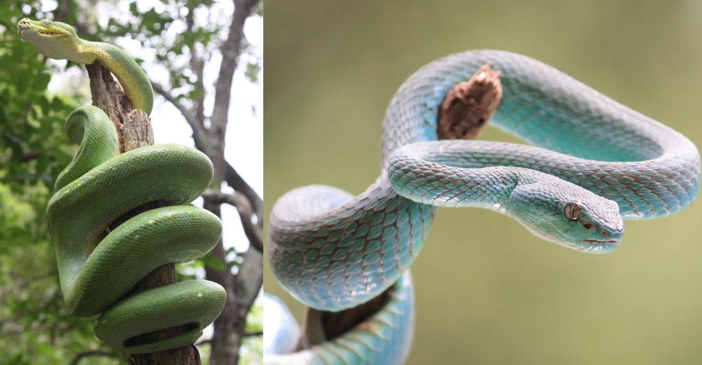 The Ancient Snake Goddess ~ Condemned, Suppressed, yet Now Rising in ...