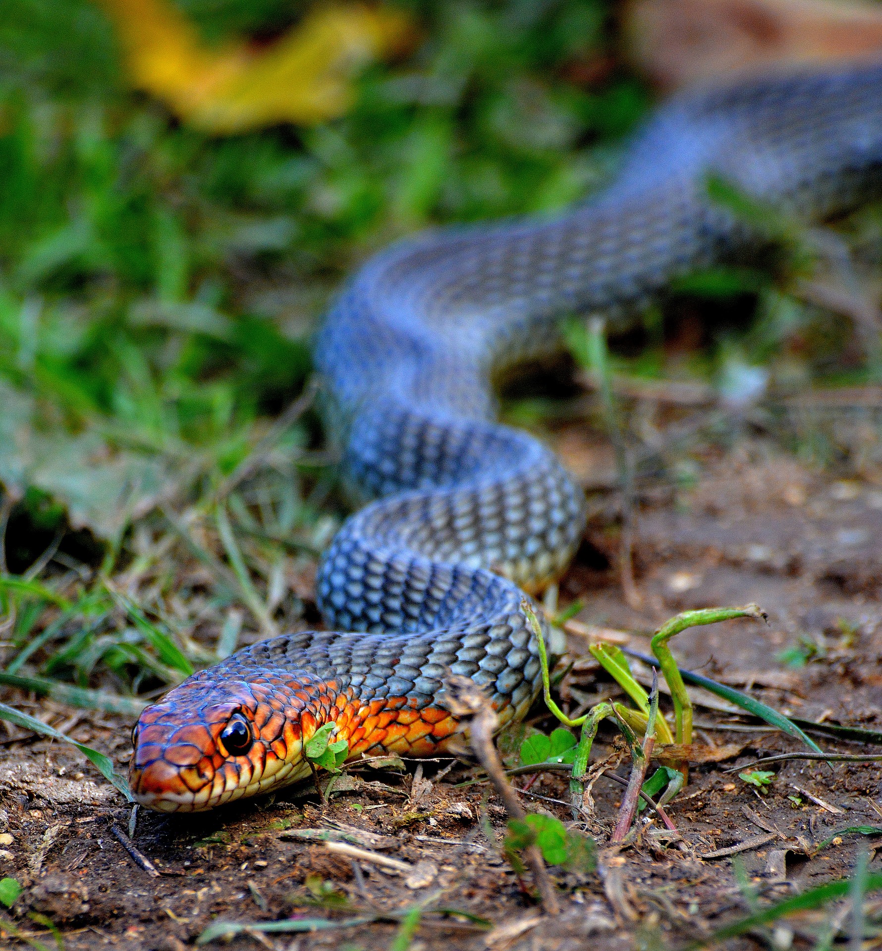 The Ancient Snake Goddess ~ Condemned, Suppressed, yet Now Rising in ...