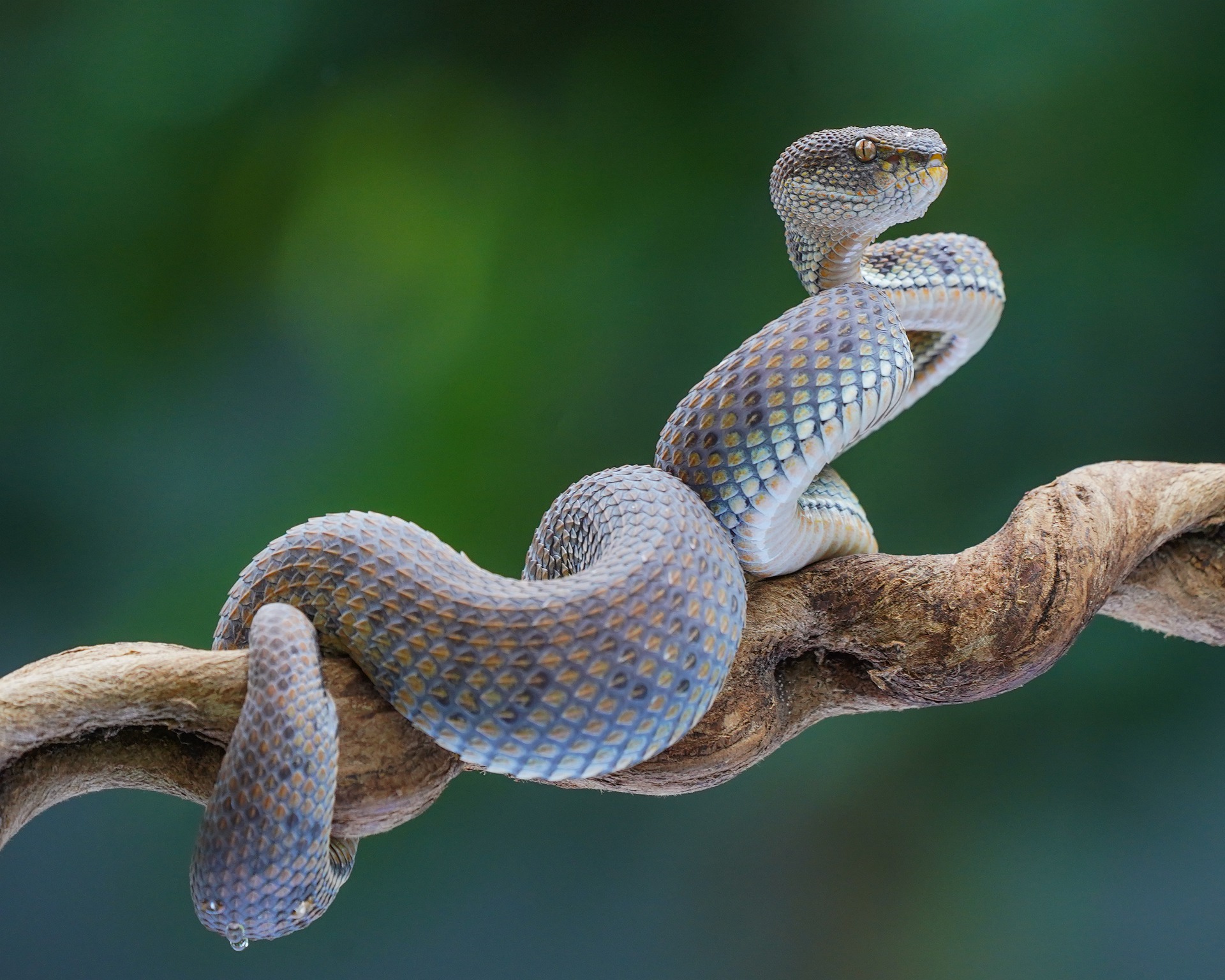 The Ancient Snake Goddess ~ Condemned, Suppressed, yet Now Rising in ...