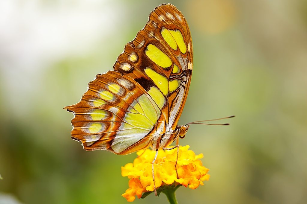 Butterfly Soul Healing & Activation – Vince Gowmon