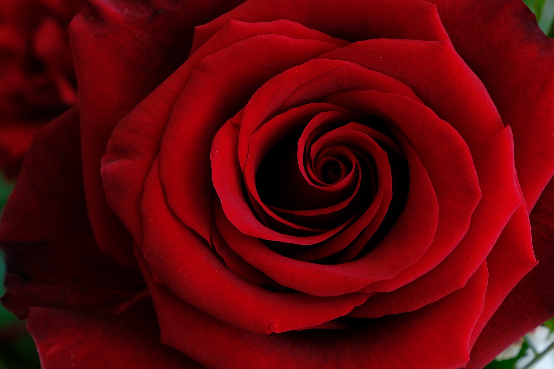Sacred Rose Heart Healing & Activation – Vince Gowmon