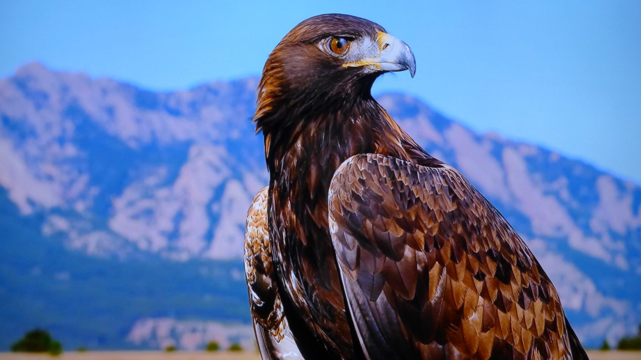 Eagle Spirit Healing & Activation – Vince Gowmon