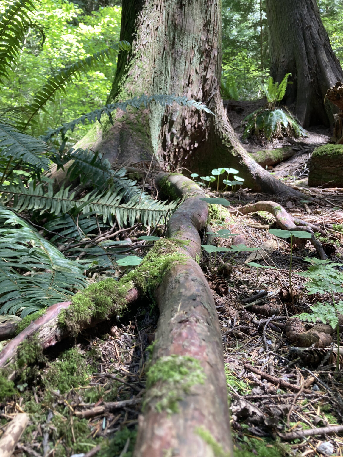 Cedar Spirit Medicine Healing & Activation – Vince Gowmon