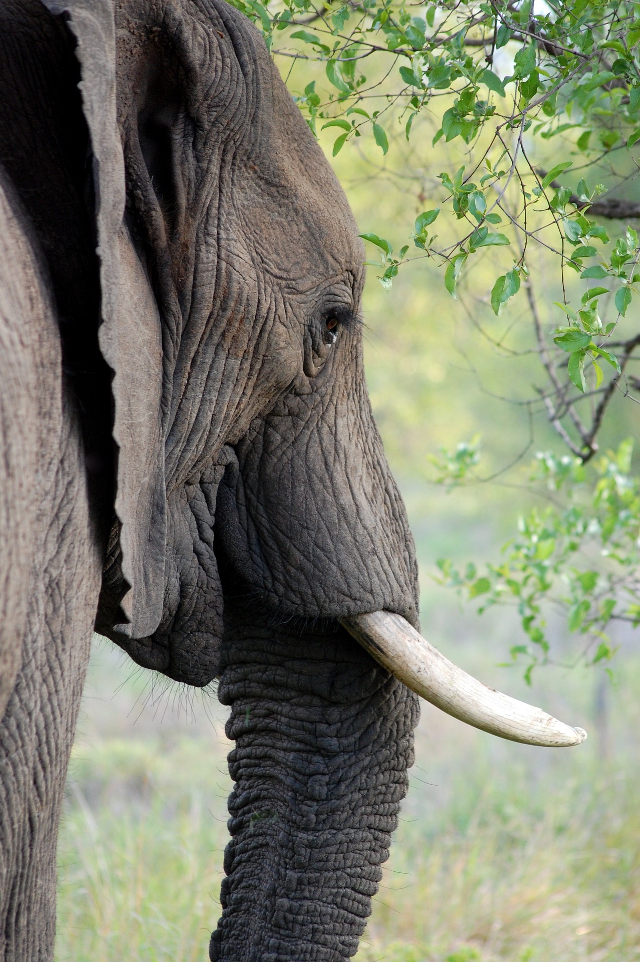 Elephant Grieving Wisdom Healing & Activation – Vince Gowmon